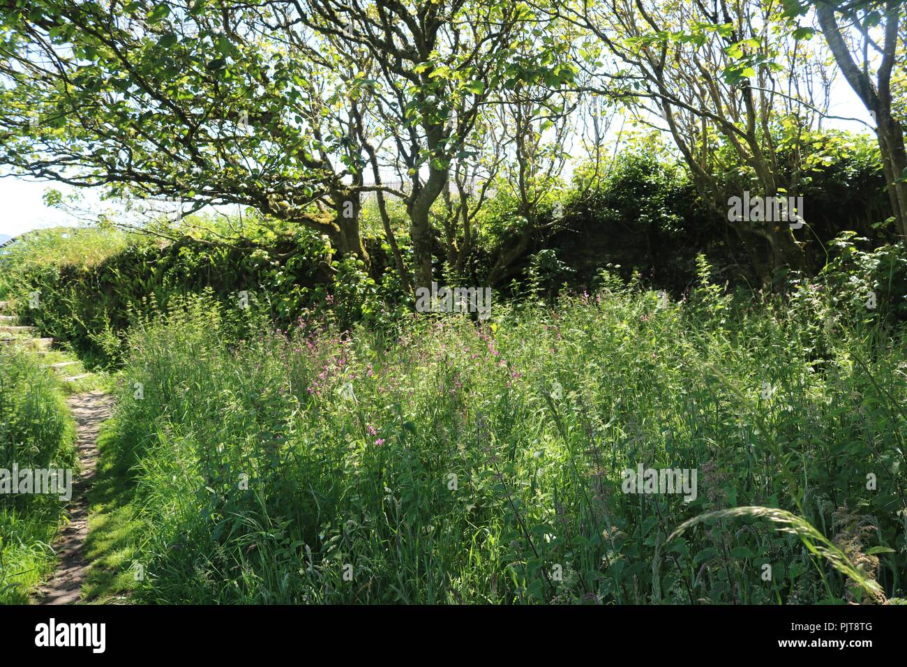 Castlefreke coillte walk hi-res stock photography and images - Alamy
