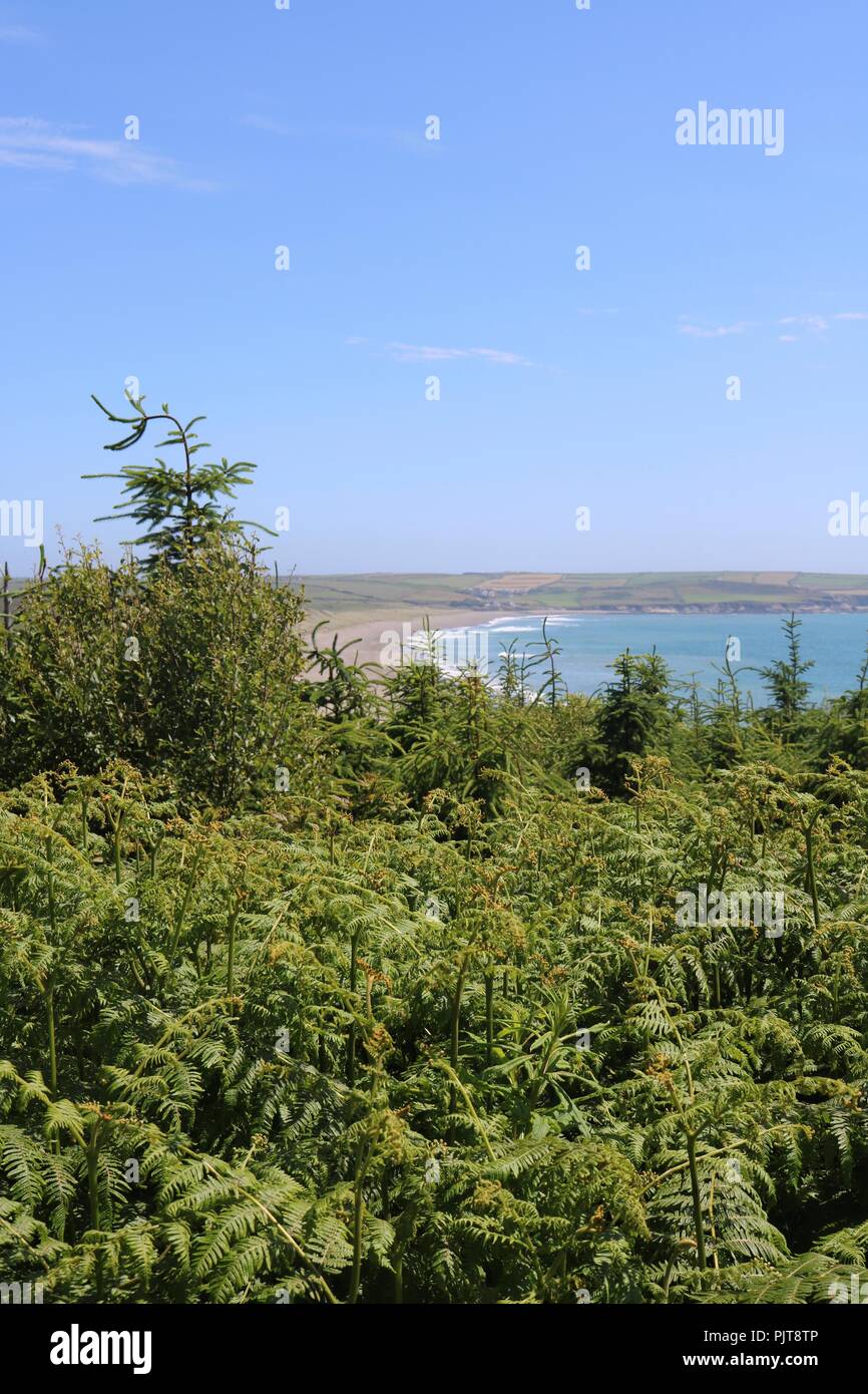 Castlefreke coillte walk hi-res stock photography and images - Alamy