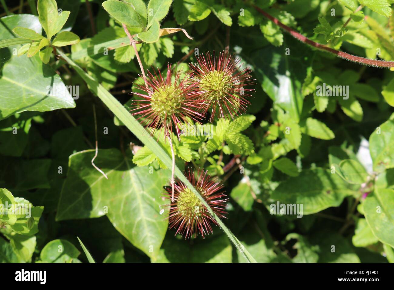 Yellow-flowered Teasel plant at Castlefreke, Cork Stock Photo - Alamy