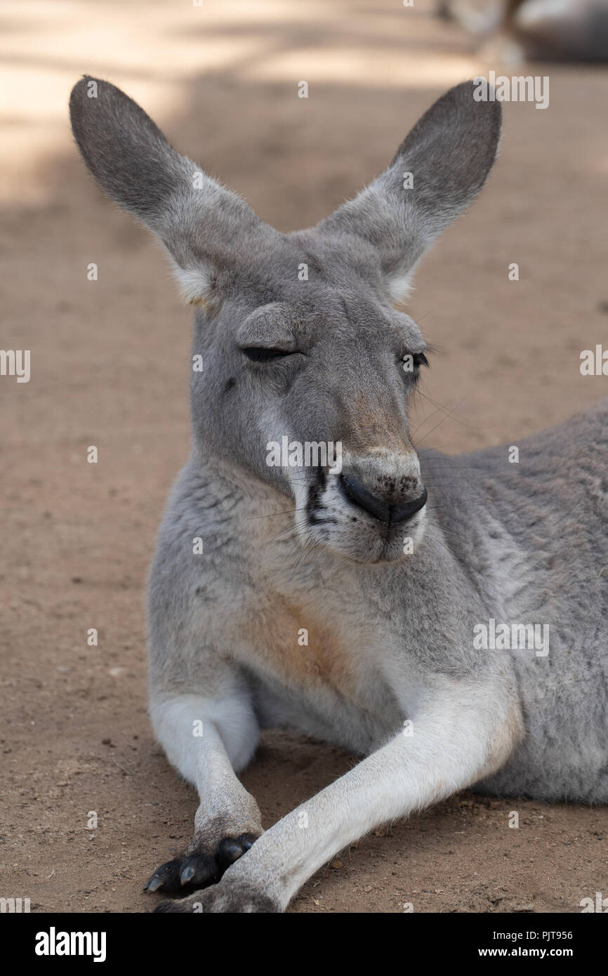 Kangaroo ears hi-res stock photography and images - Alamy