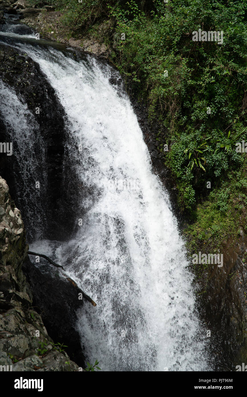 Waterfall in Springbrook Rainforest, Australia Stock Photo - Alamy