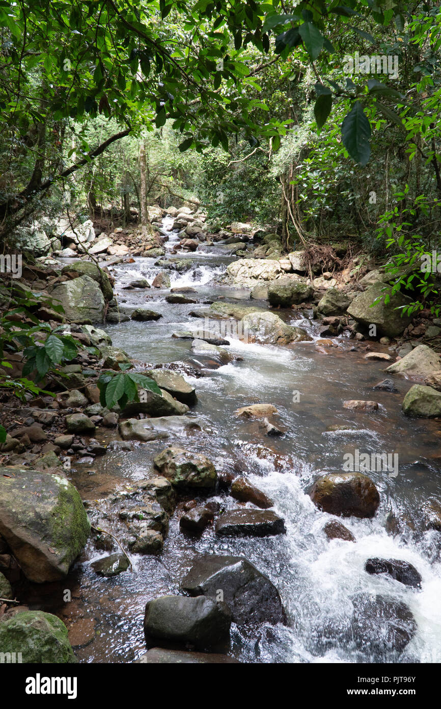Brook in the rainforest of Australia Stock Photo - Alamy