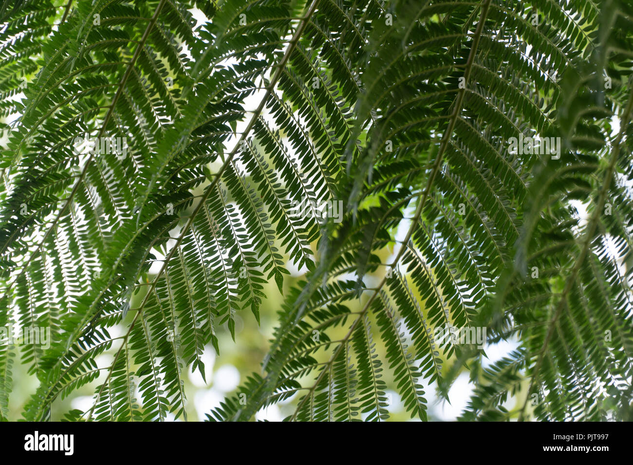 Details fern leaves hi-res stock photography and images - Alamy