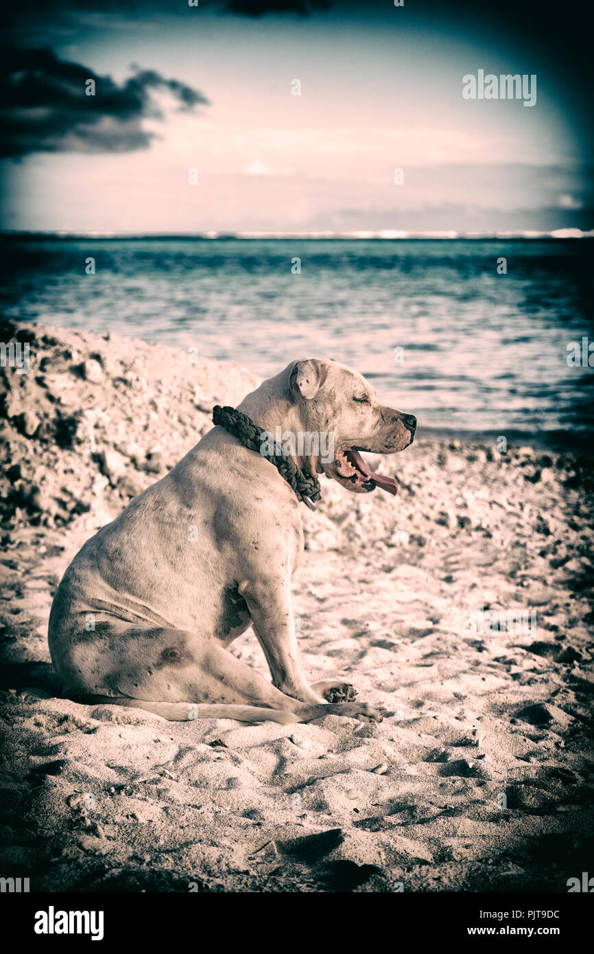 in polynesia beach a dog resting near the ocean Stock Photo - Alamy
