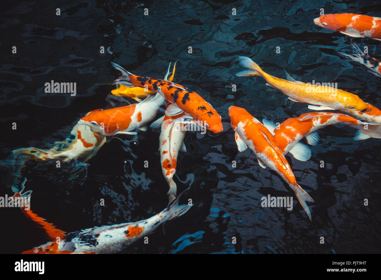 Koi Carp Fishes Japanese (Cyprinus carpio) beautiful color variations ...