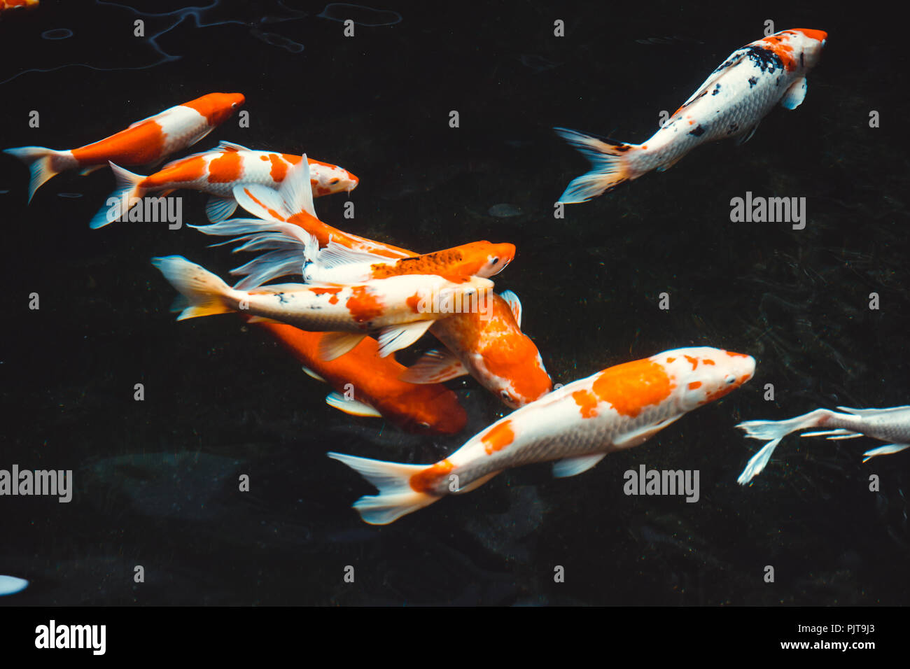 Koi Carp Fishes Japanese (Cyprinus carpio) beautiful color variations ...