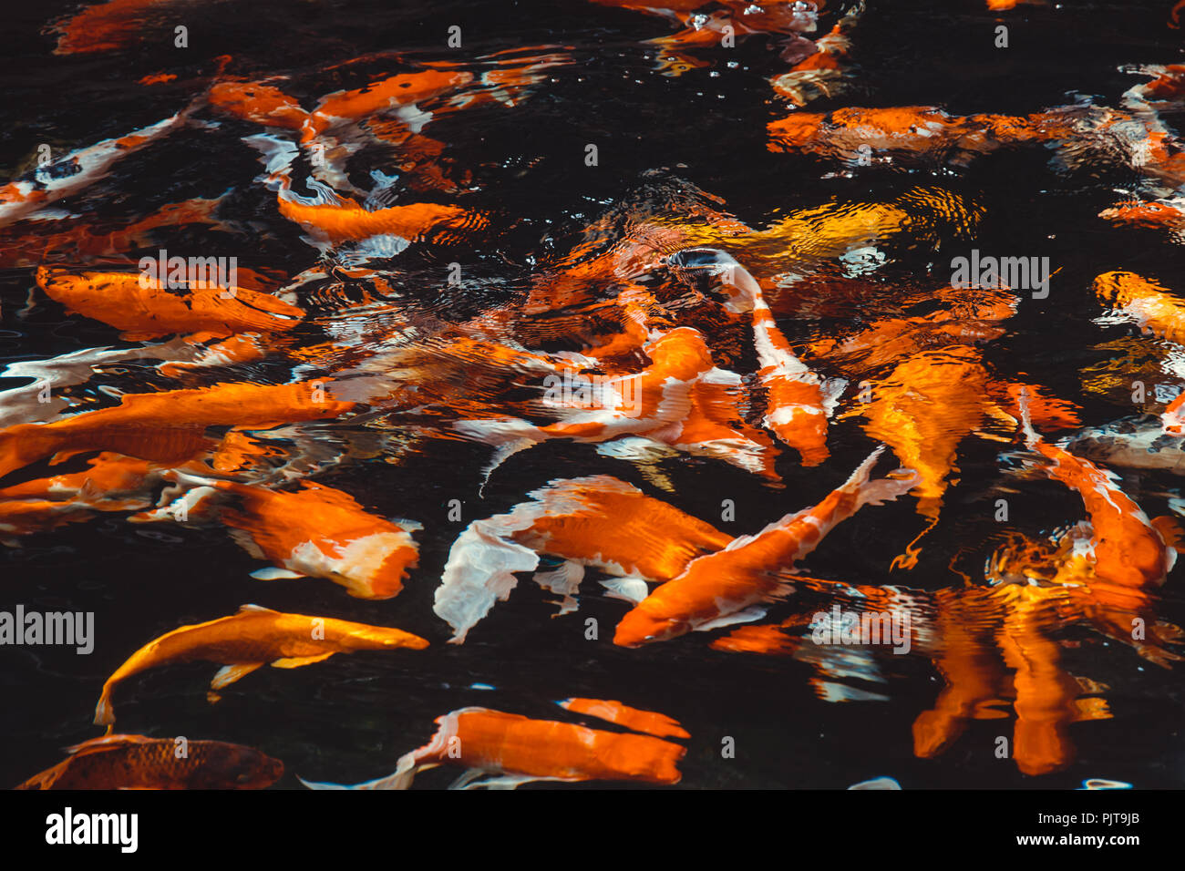 Koi Carp Fishes Japanese (Cyprinus carpio) beautiful color variations ...
