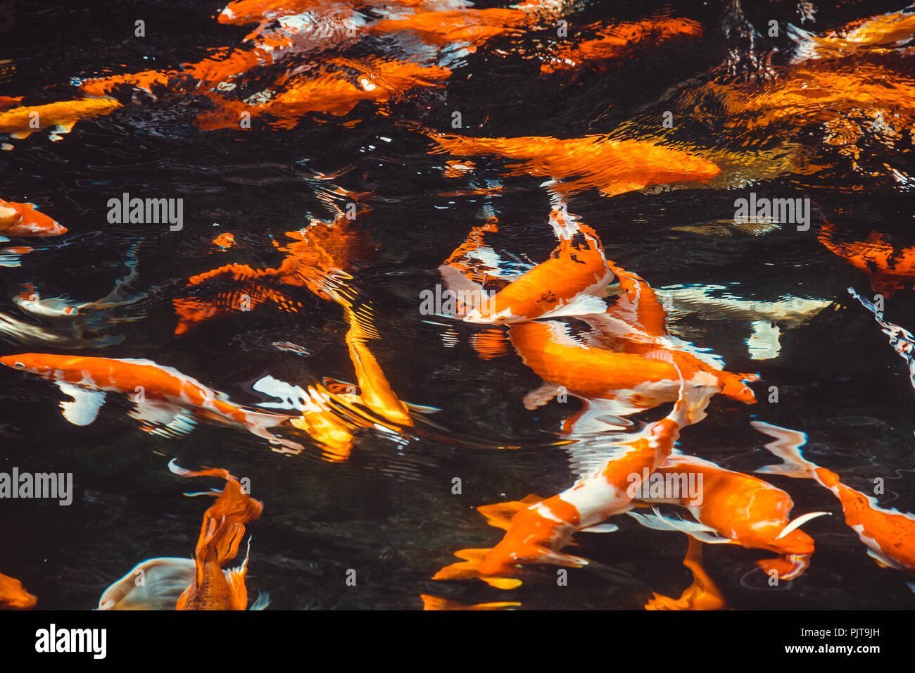 Koi Carp Fishes Japanese (Cyprinus carpio) beautiful color variations ...