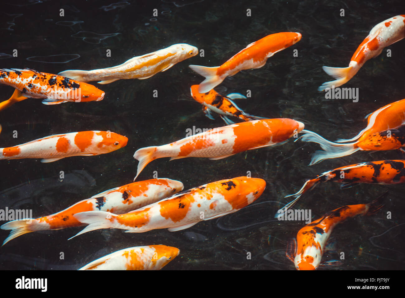 Koi Carp Fishes Japanese (Cyprinus carpio) beautiful color variations ...