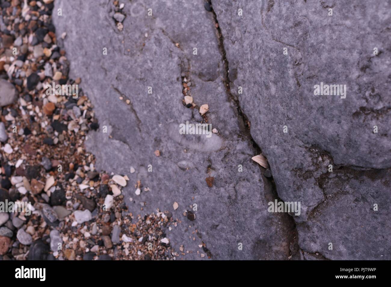 Crinoid limestone hi-res stock photography and images - Alamy
