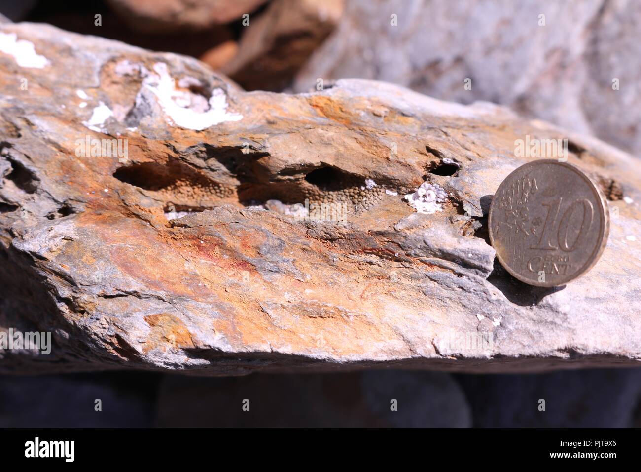 Silurian fossils in siltstone at Ferriter's Cove, Kerry, Ireland Stock ...