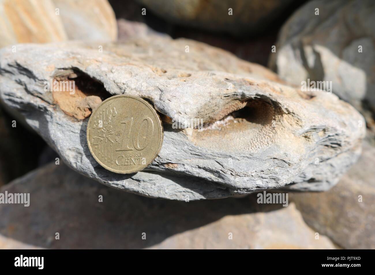 Silurian fossils in siltstone Stock Photo - Alamy