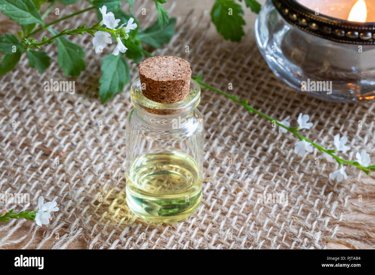 A bottle of common vervain essential oil with fresh blooming verbena ...