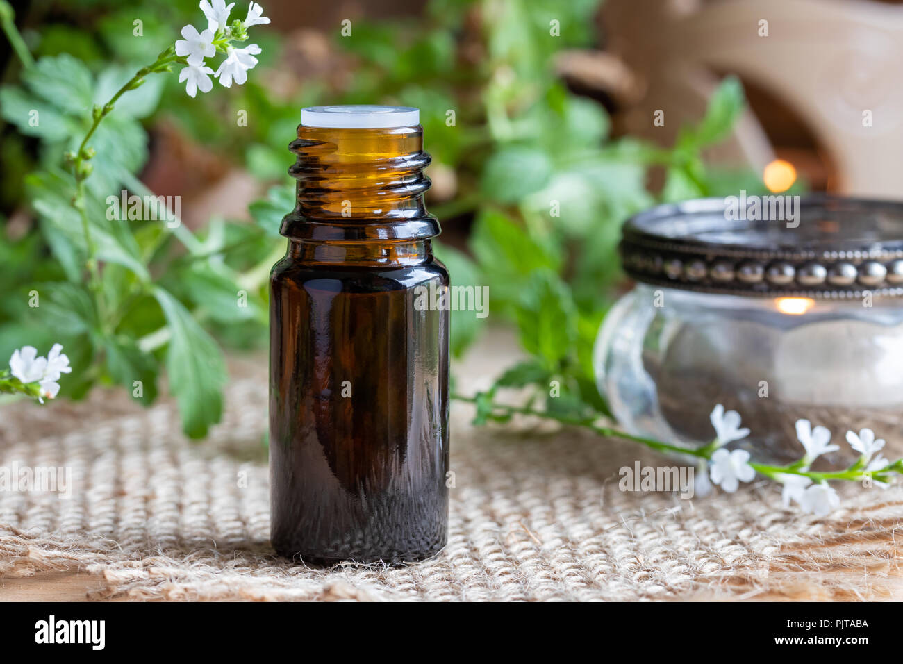 A bottle of common vervain essential oil with fresh blooming verbena ...