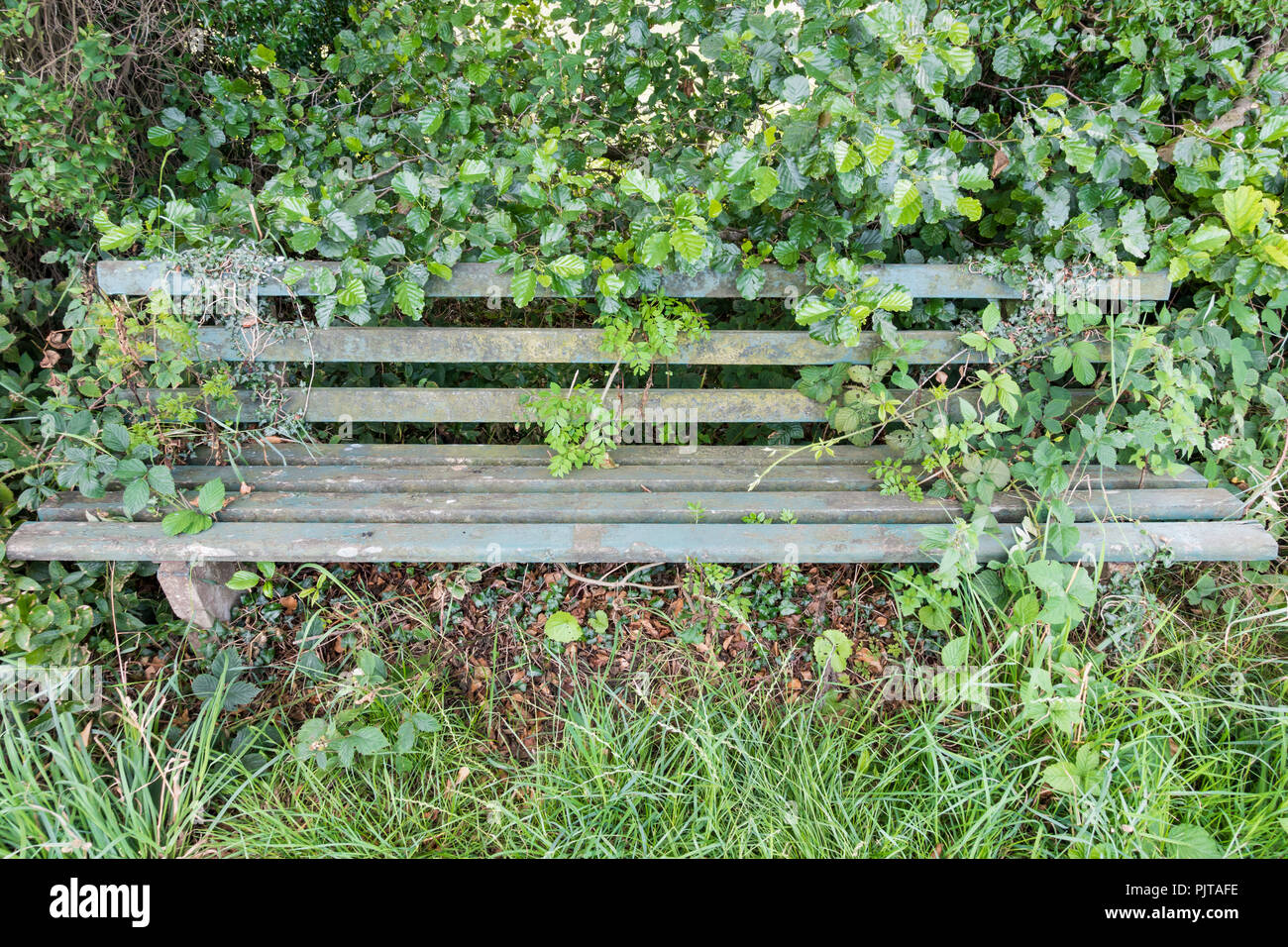 Overgrown Footpath Uk High Resolution Stock Photography and Images - Alamy