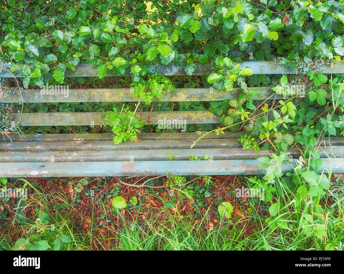 Overgrown footpath uk hi-res stock photography and images - Alamy
