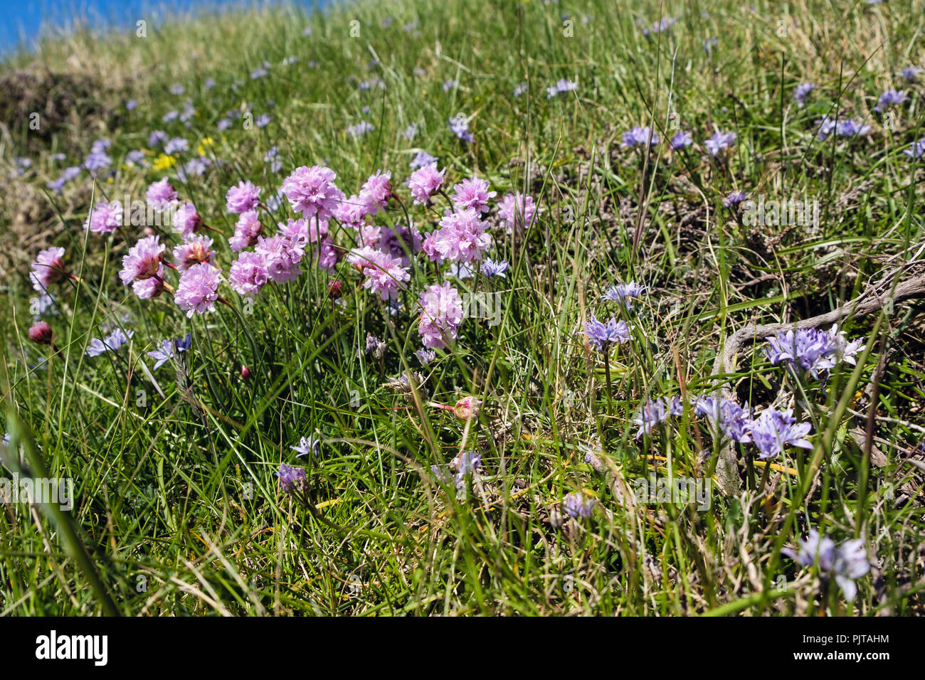 Sea Pinks or Thrift (Armeria maritima) growing with Spring Squill ...
