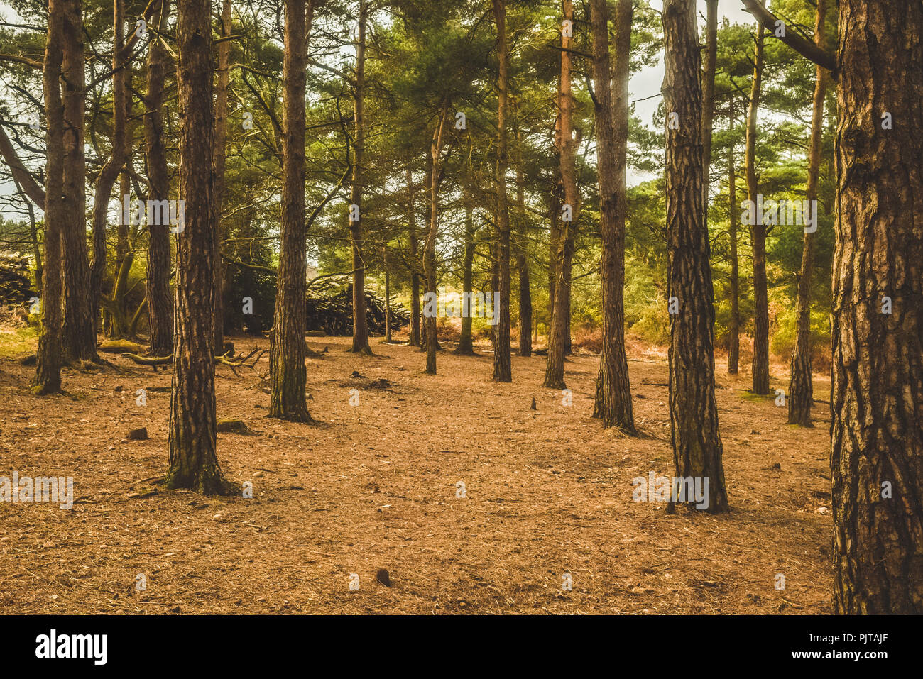 Tree plantations on Woodbury Common, Devon, South West England, United ...