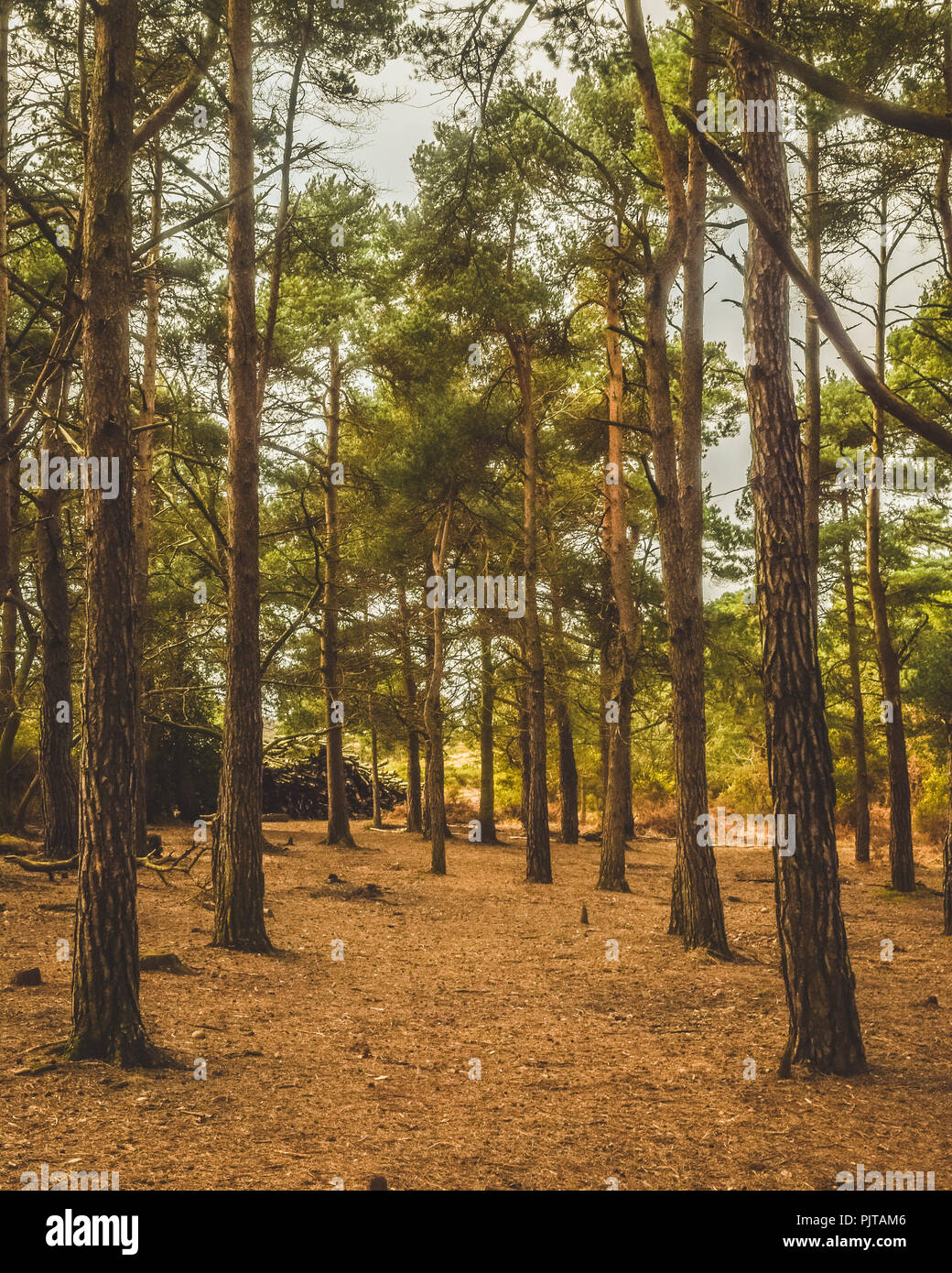 Managed forest plantation hi-res stock photography and images - Alamy