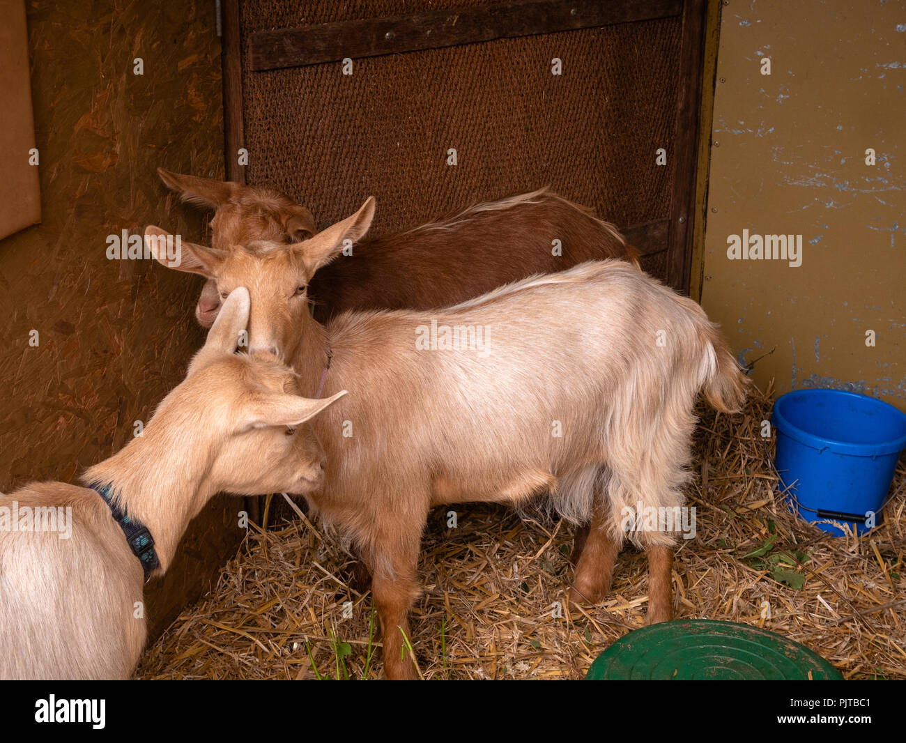 Nanny goats hi-res stock photography and images - Alamy