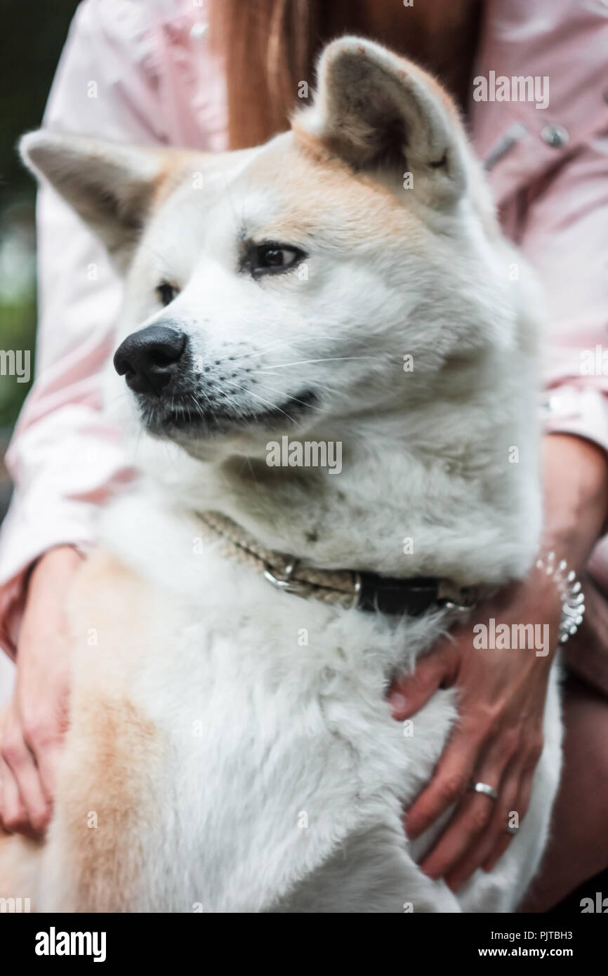 Japanese woman with pet dog hi-res stock photography and images - Alamy