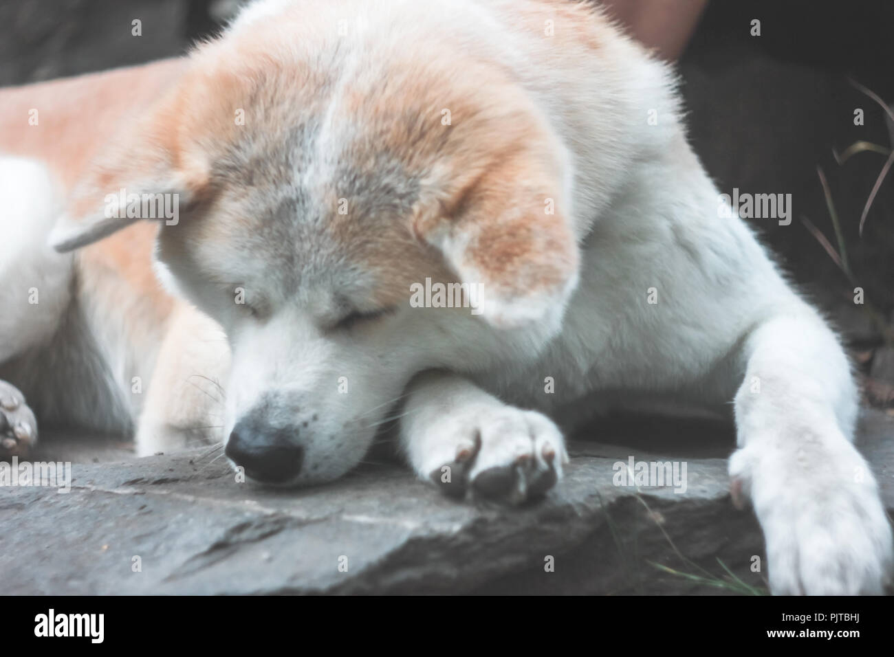 Japanese sleeping outside hi-res stock photography and images - Alamy