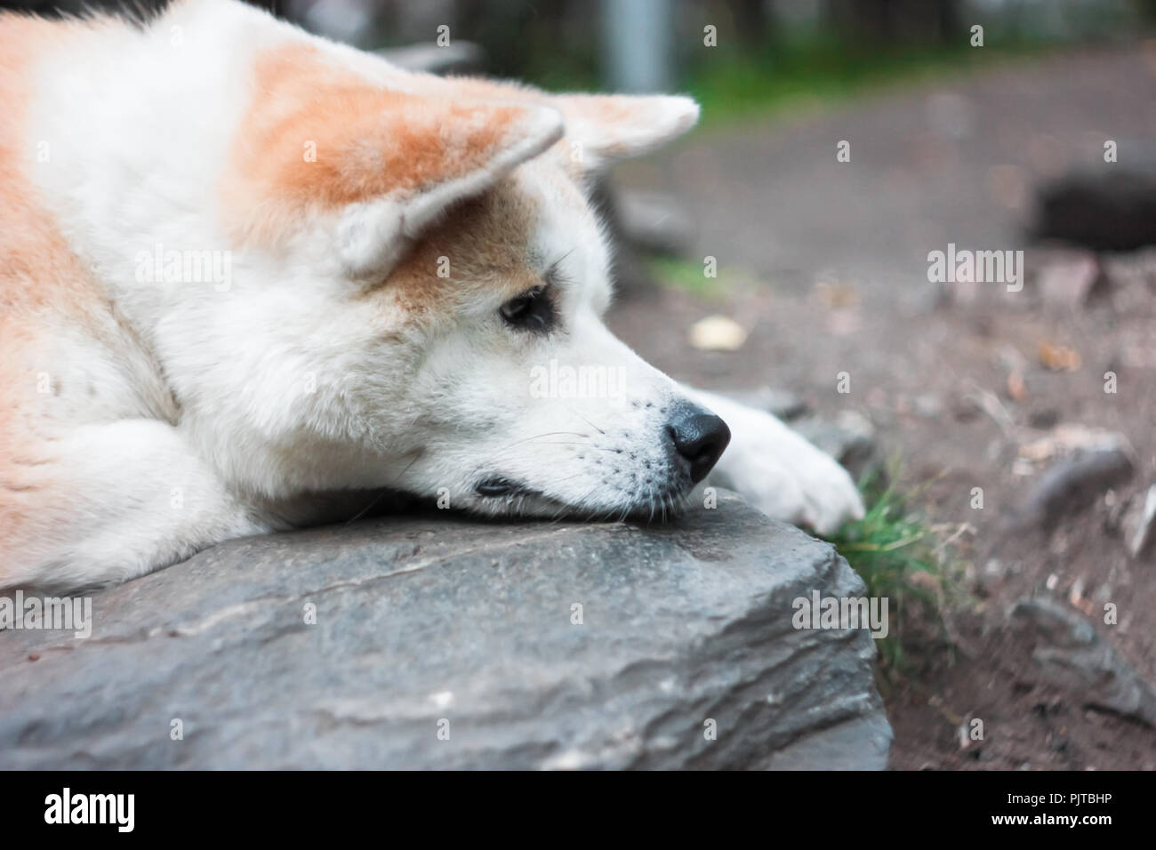 Sad Japanese dog Akita inu waiting for owner outdoors Stock Photo - Alamy