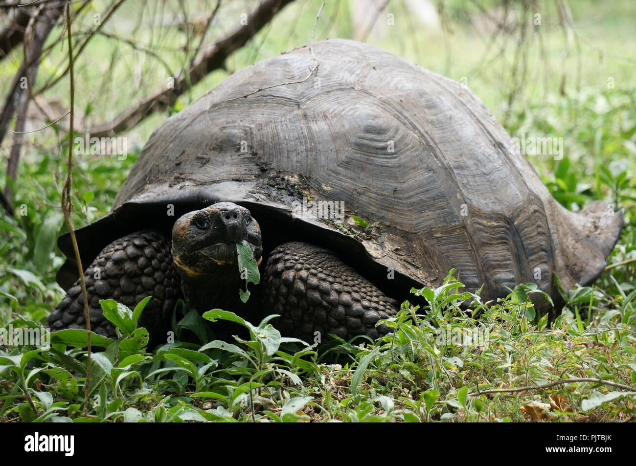 Galapagos giant tortoise eating hi-res stock photography and images - Alamy