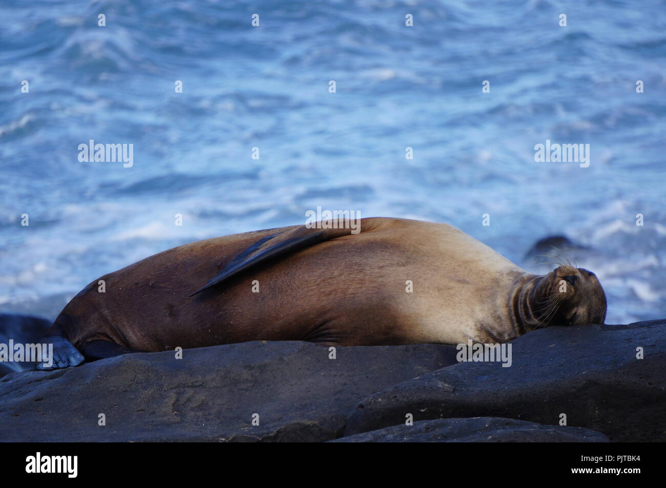 A Galapagos Sea Lion taking a well earned after dinner nap in the ...