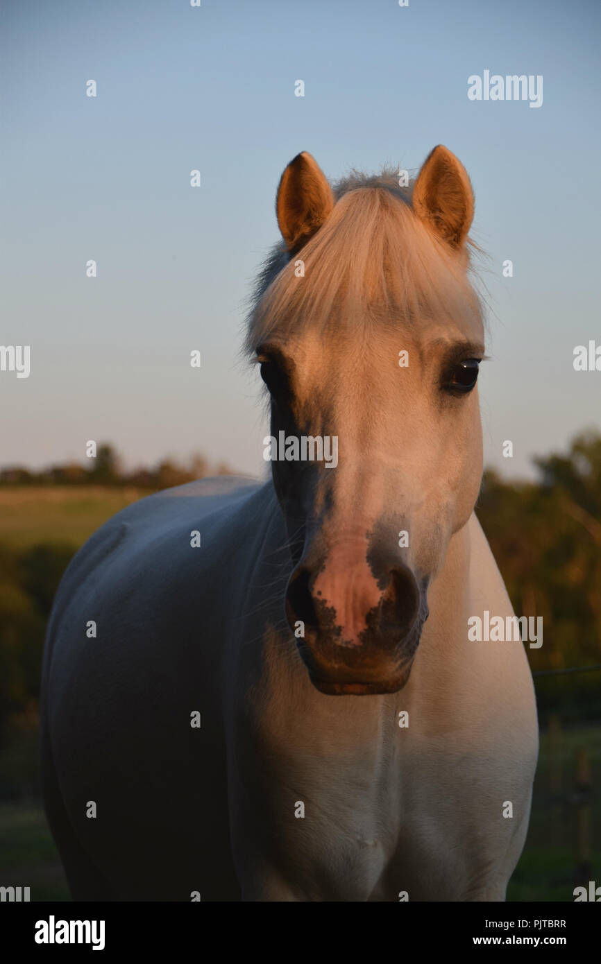 Gorgeous White Pony Stock Photo - Alamy