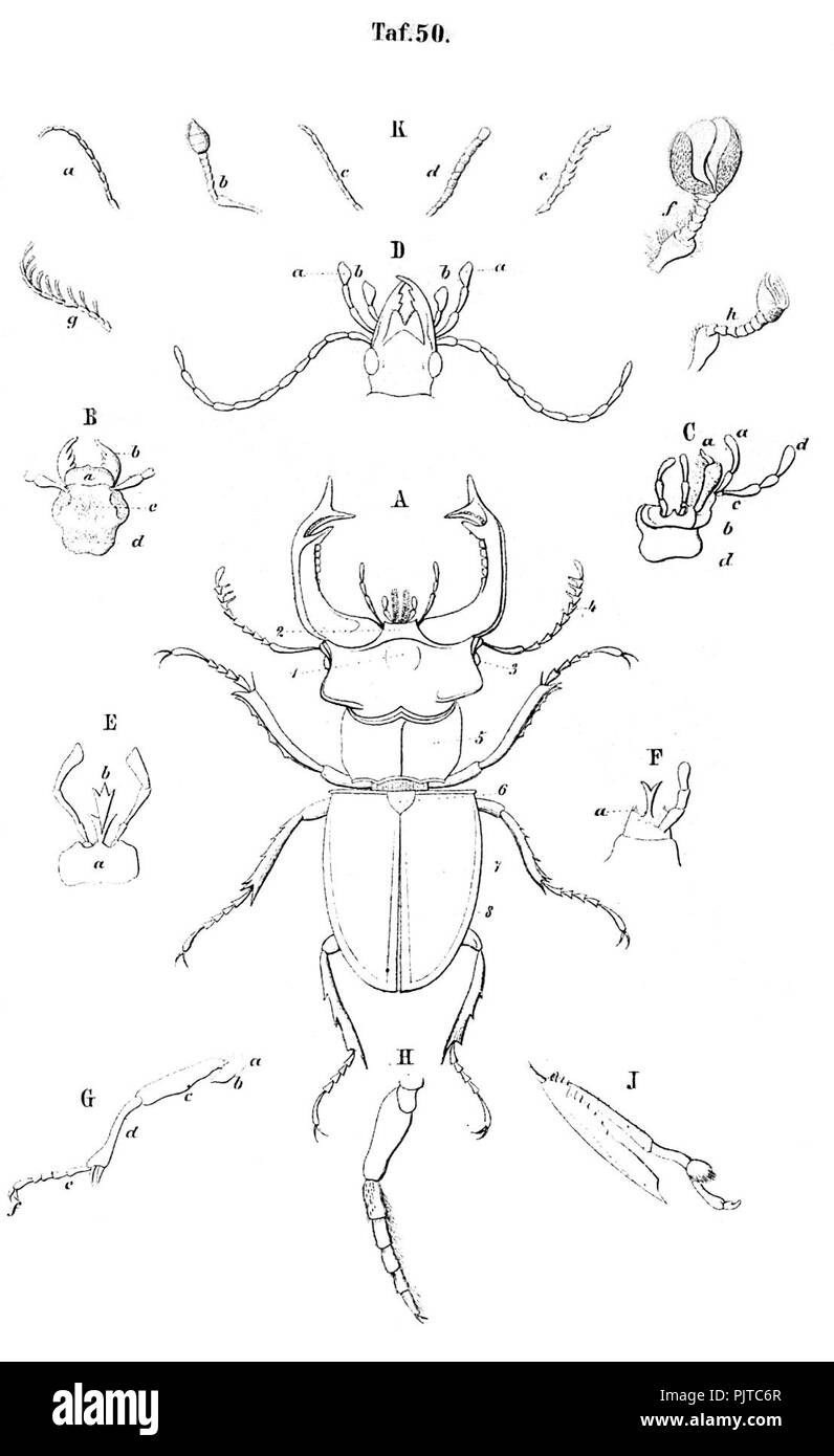 Classic beetle Black and White Stock Photos & Images - Alamy