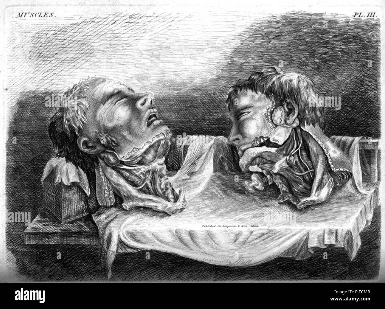 Bell heads with neck muscles Stock Photo - Alamy