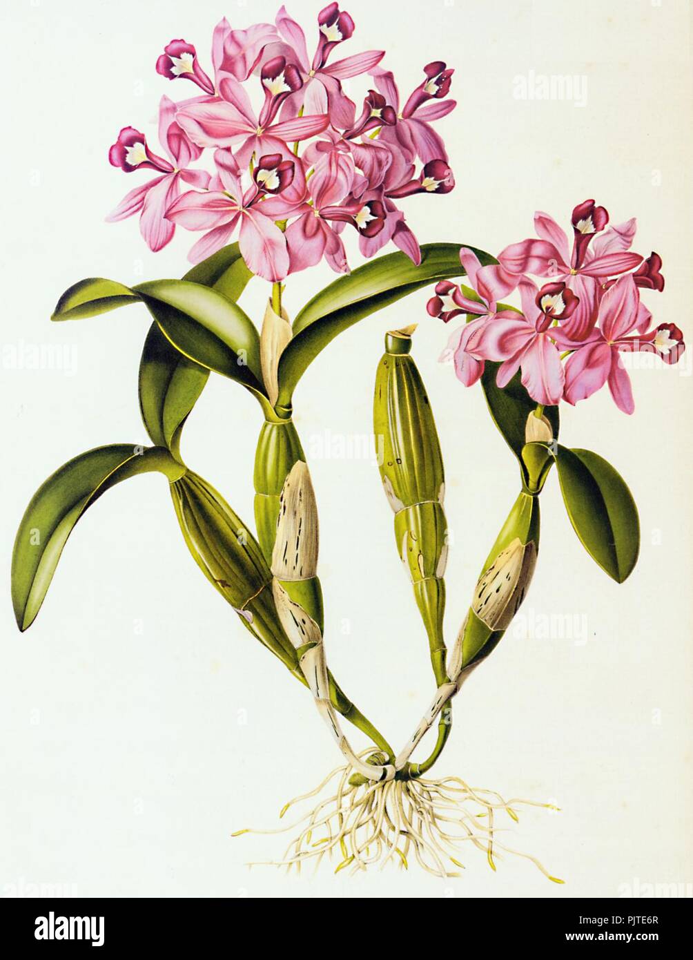 Bateman collection hi-res stock photography and images - Alamy