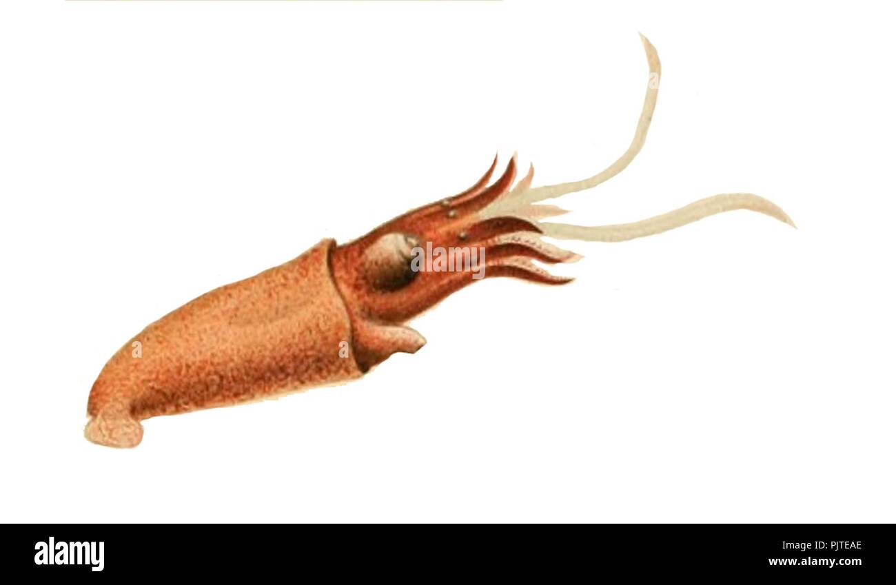Bathyteuthis abyssicola hi-res stock photography and images - Alamy