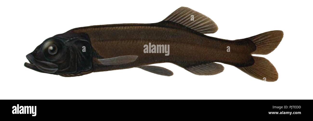 Microlepis hi-res stock photography and images - Alamy