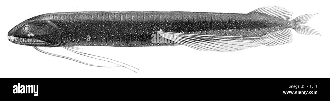 Ater Cut Out Stock Images & Pictures - Alamy