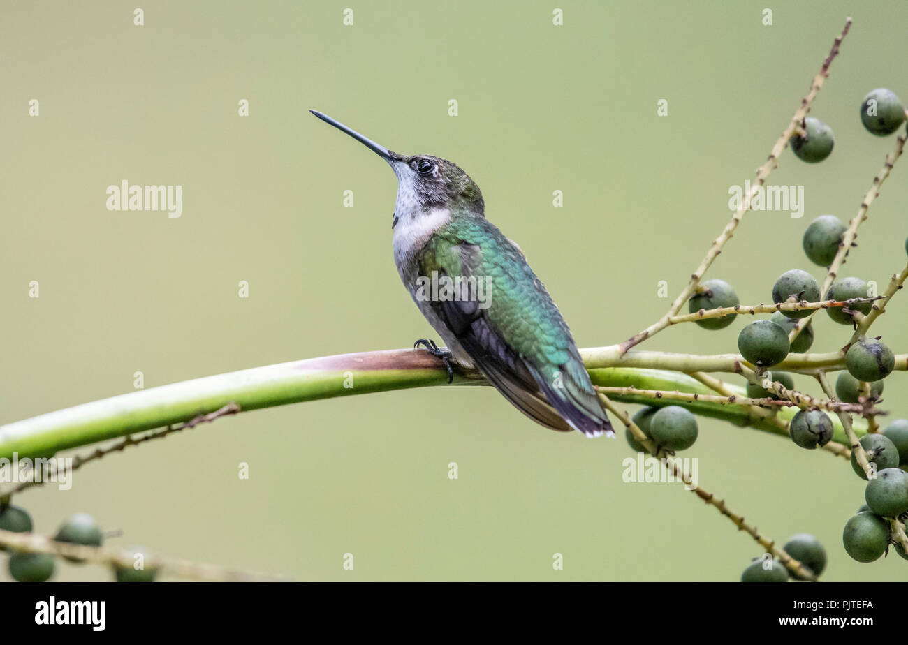 Juvenile male ruby throated hummingbird hi-res stock photography and ...