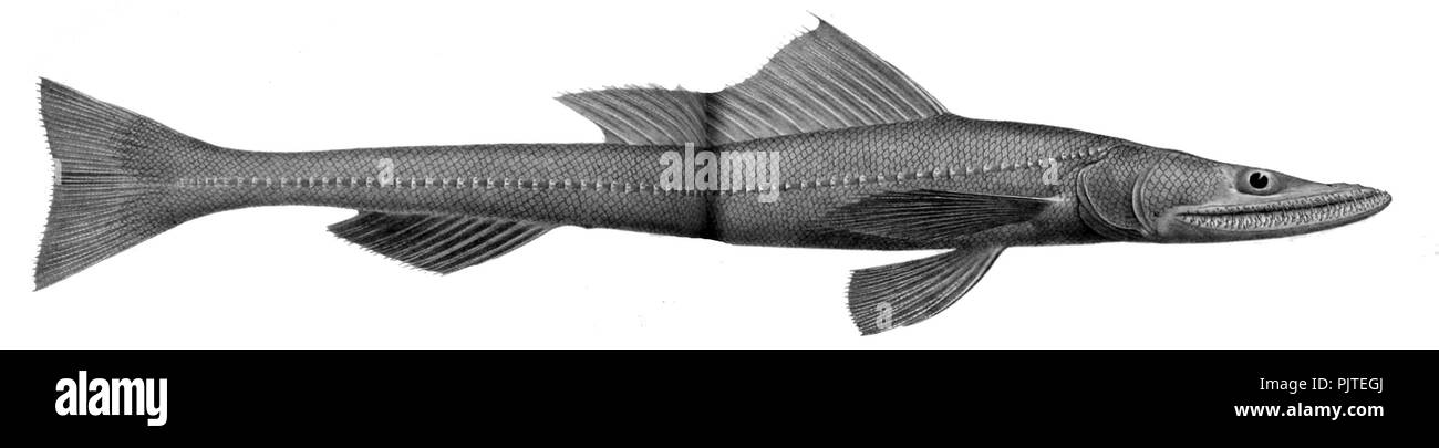 Bathysaurus hi-res stock photography and images - Alamy