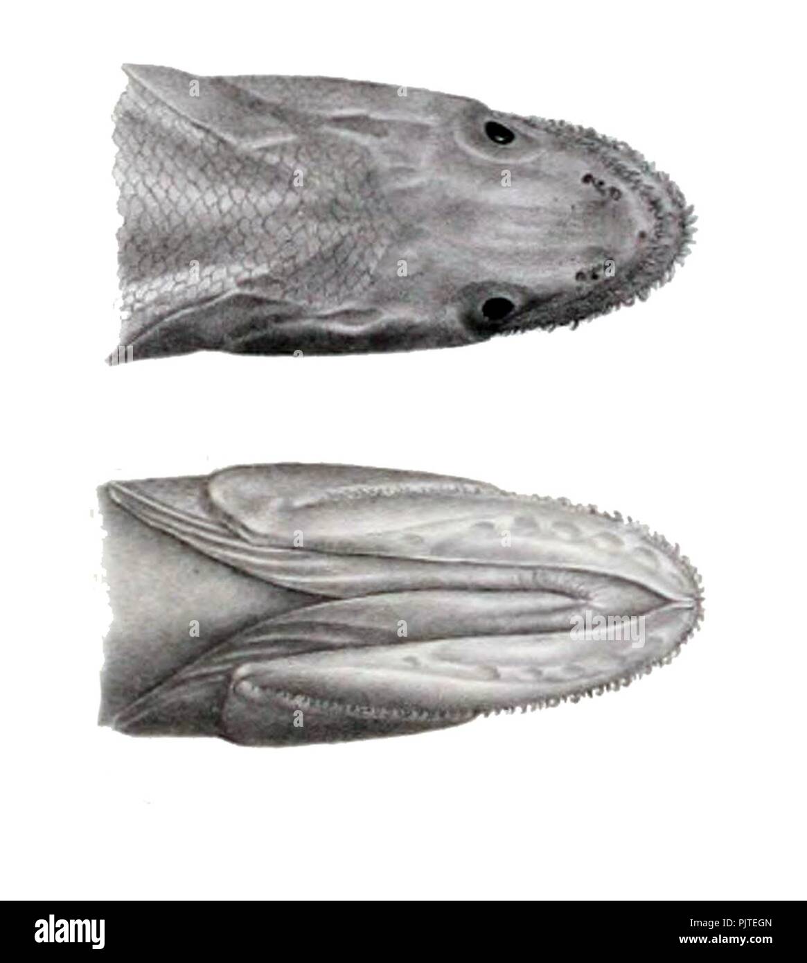 Bathysaurus hi-res stock photography and images - Alamy