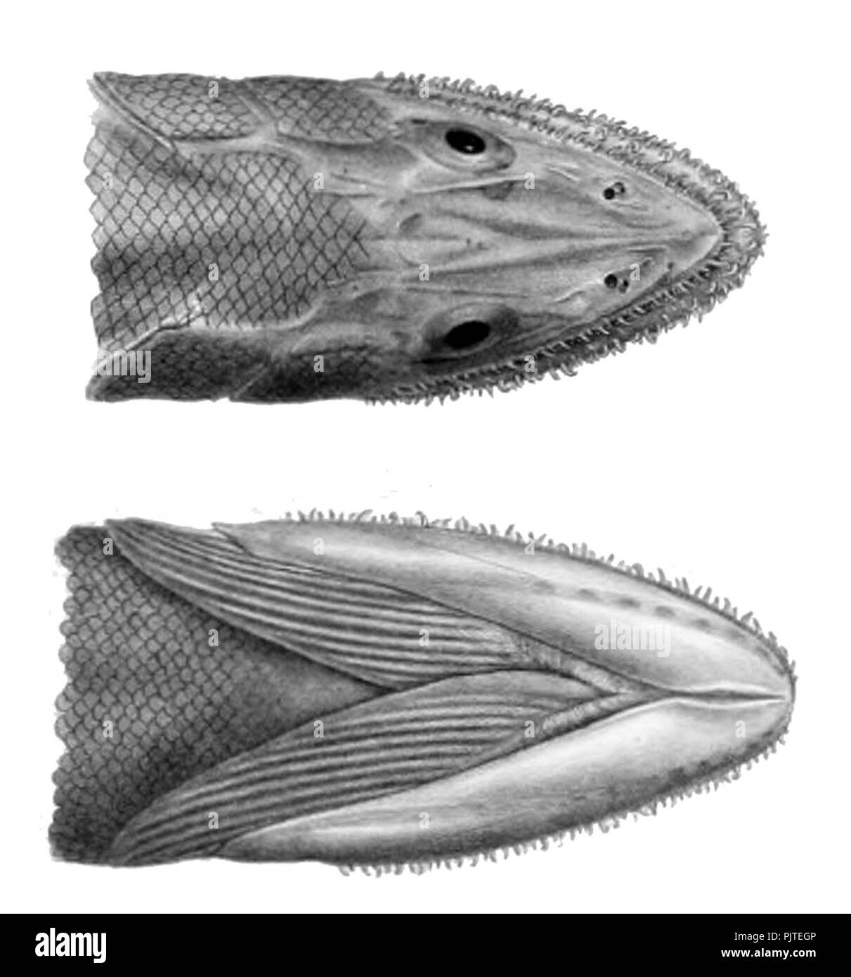 Bathysaurus hi-res stock photography and images - Alamy