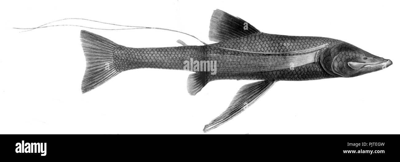 Longifilis hi-res stock photography and images - Alamy