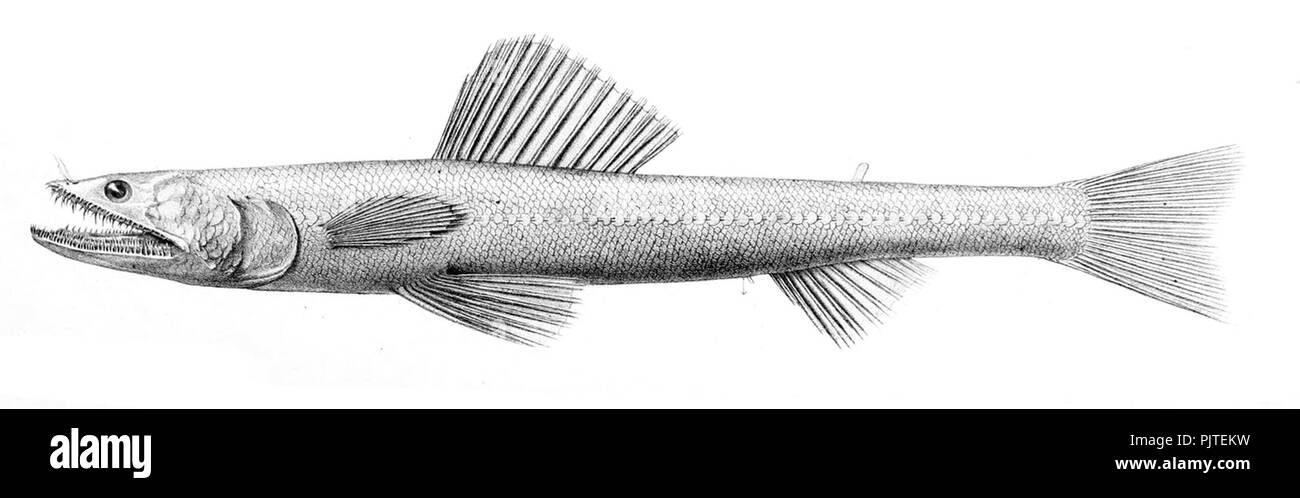 Bathysaurus hi-res stock photography and images - Alamy