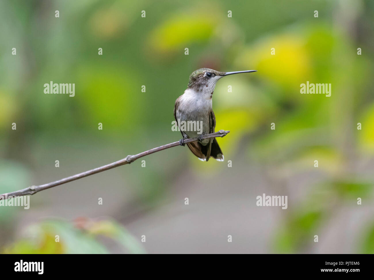 Juvenile male ruby throated hummingbird hi-res stock photography and ...