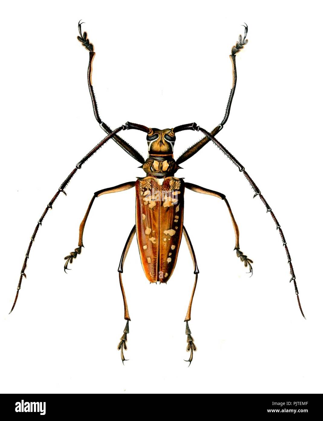 Batocera hi-res stock photography and images - Alamy