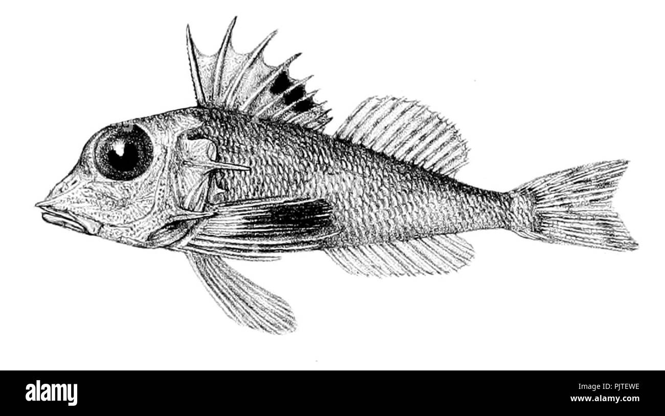 Bellator hi-res stock photography and images - Alamy