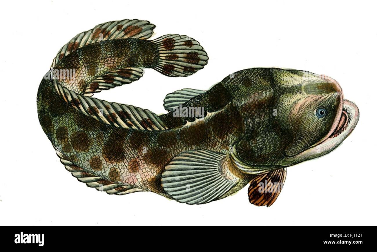 Batrachoides hi-res stock photography and images - Alamy