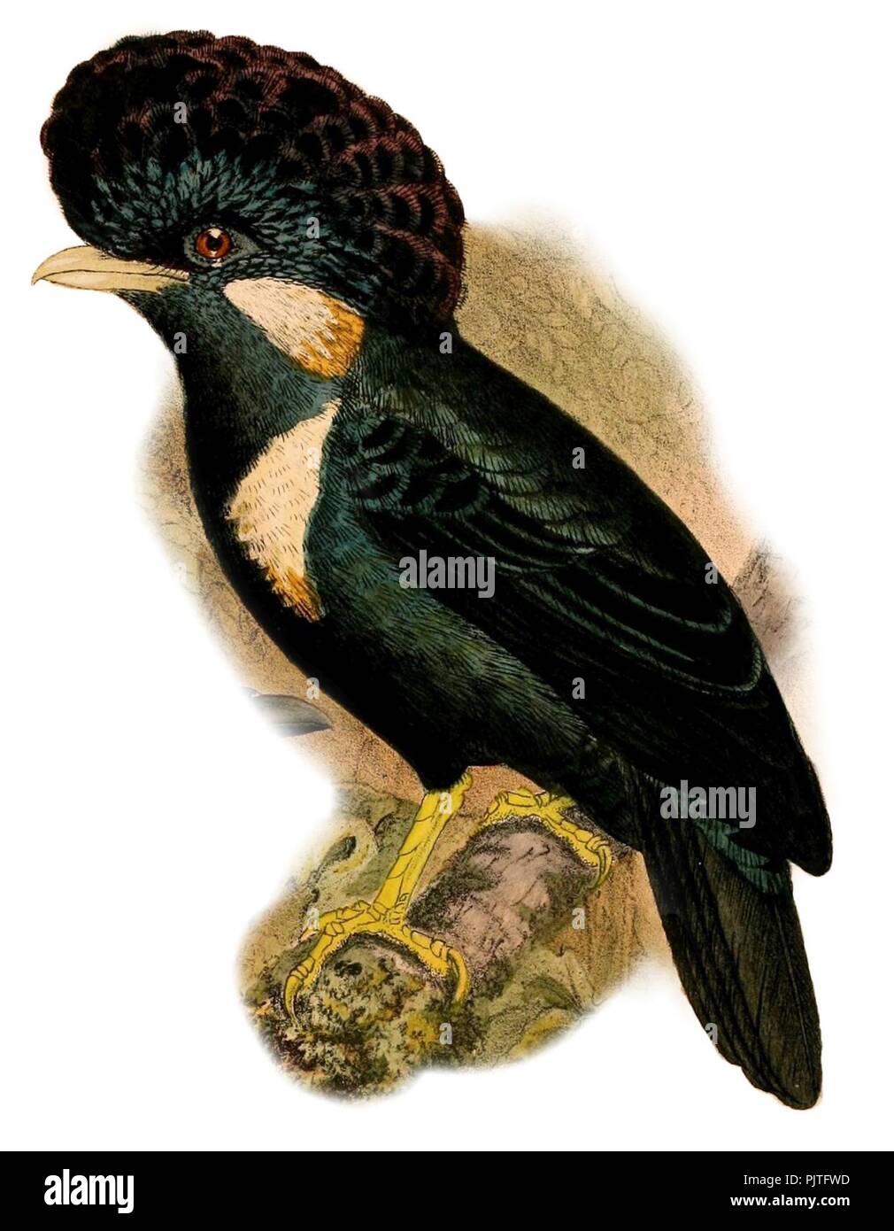 Galeatus hi-res stock photography and images - Alamy