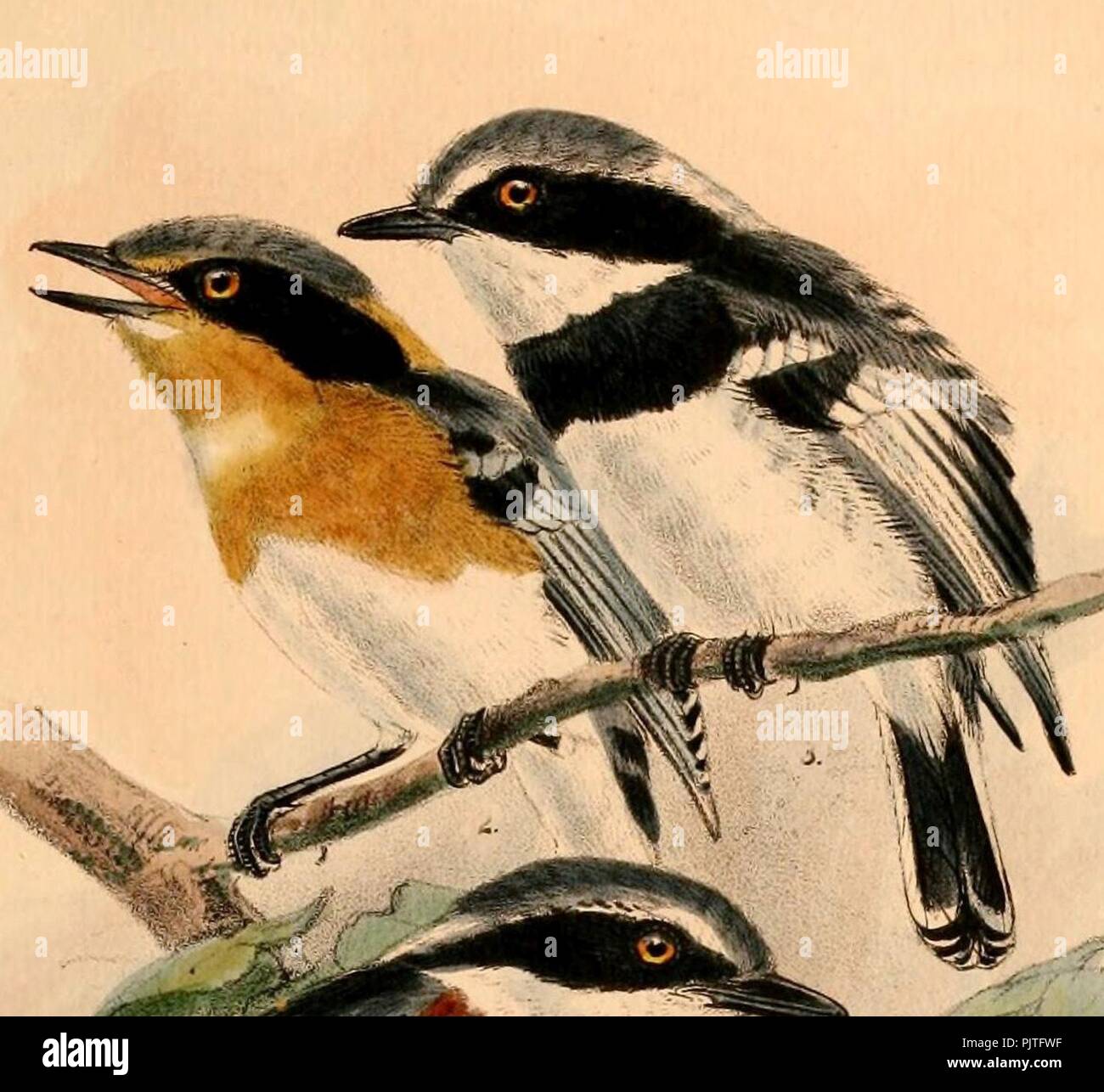 Batis pririt hi-res stock photography and images - Alamy