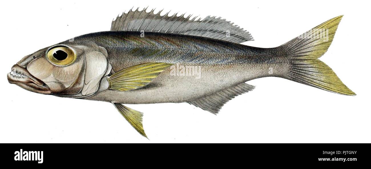 Ferox Cut Out Stock Images & Pictures - Alamy