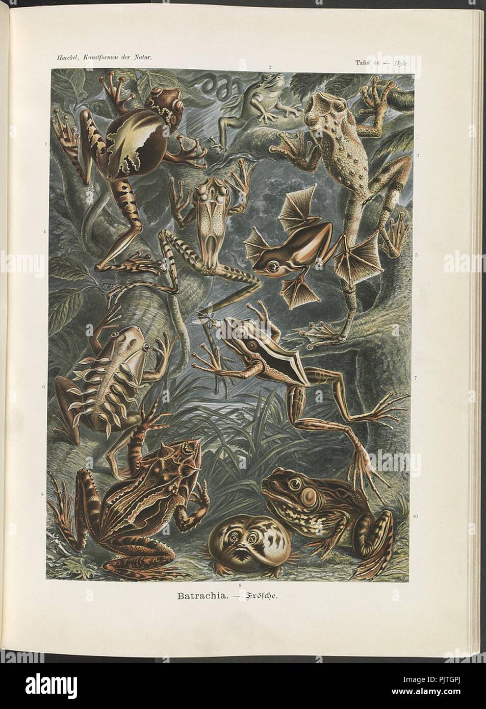 Batrachia hi-res stock photography and images - Alamy